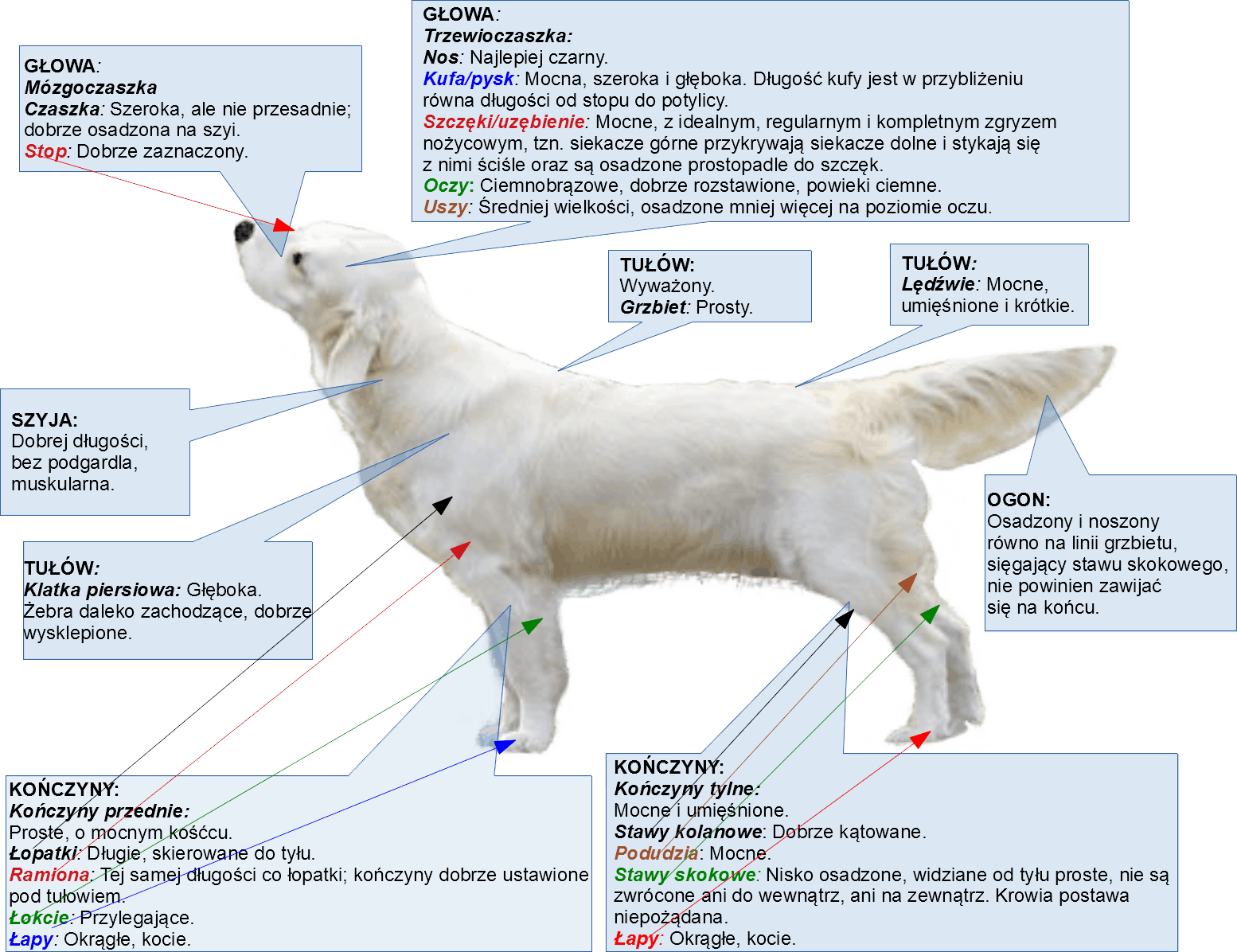 Wzorzec Golden Retrievera - Alderaan Angels (FCI)